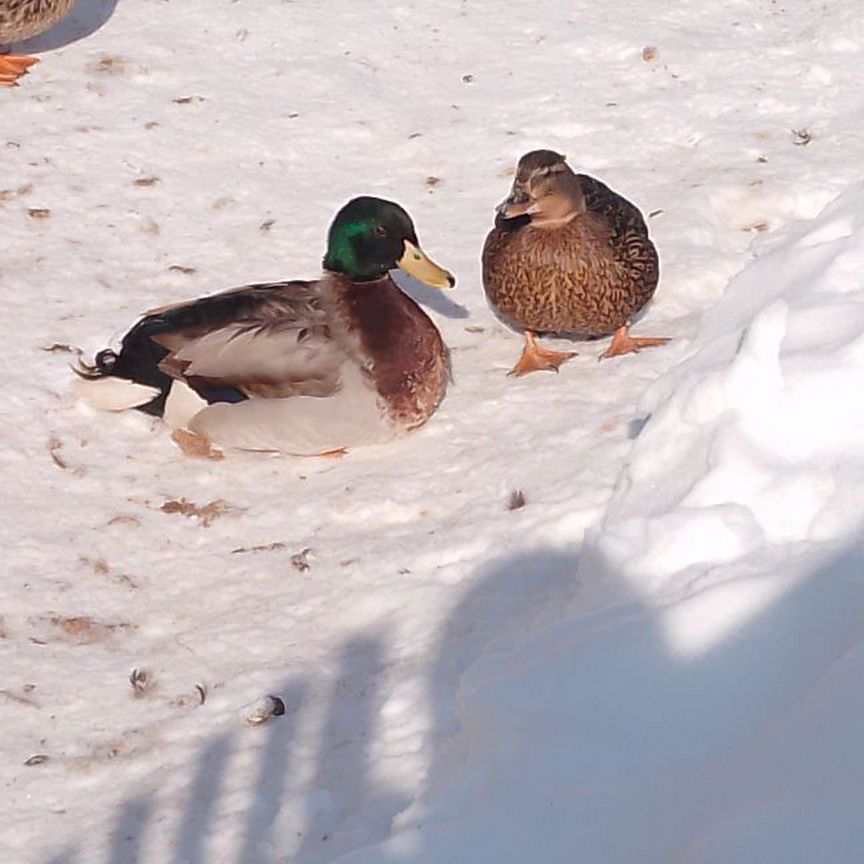 Утки пдсадные