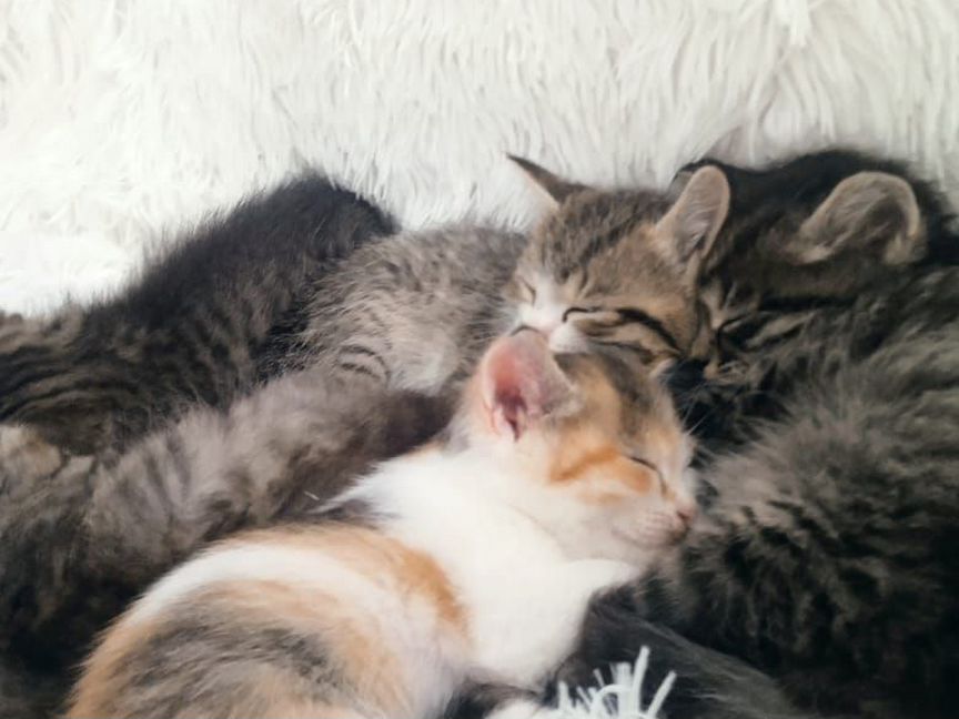 Шотландские прямоухие котята