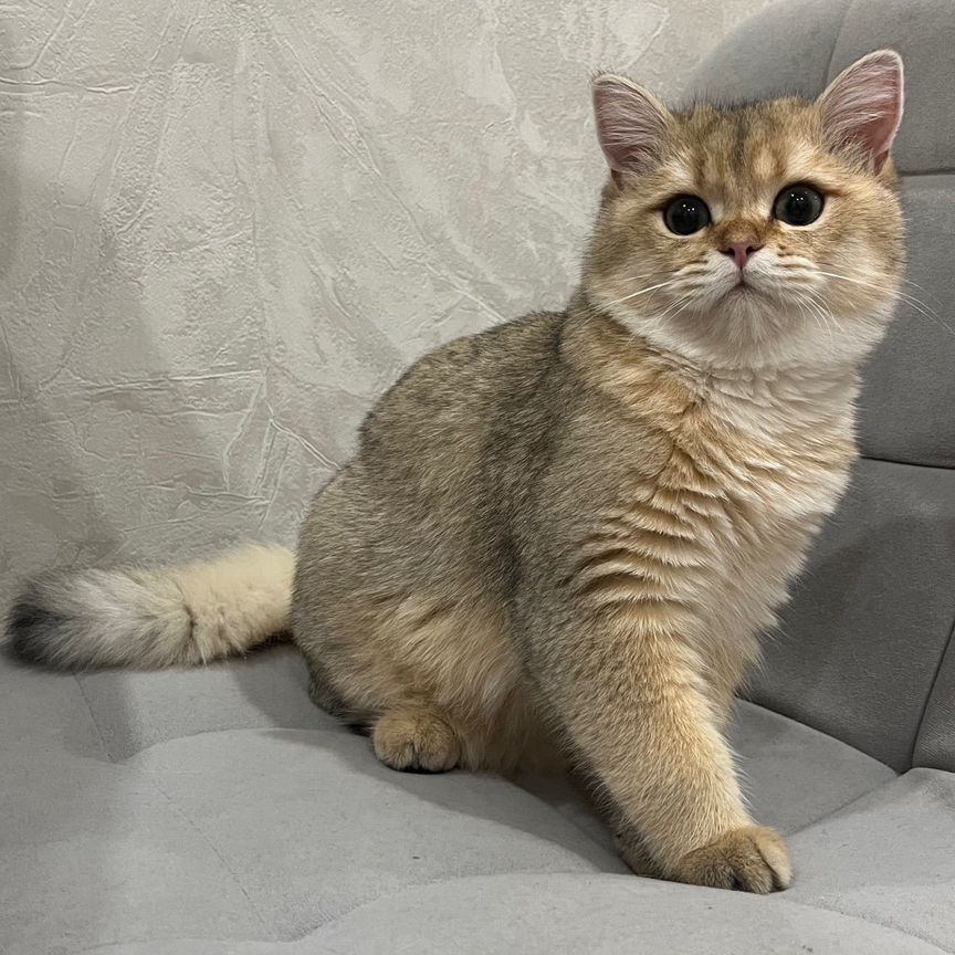 Шотландский вислоухий короткошёрстный котёнок