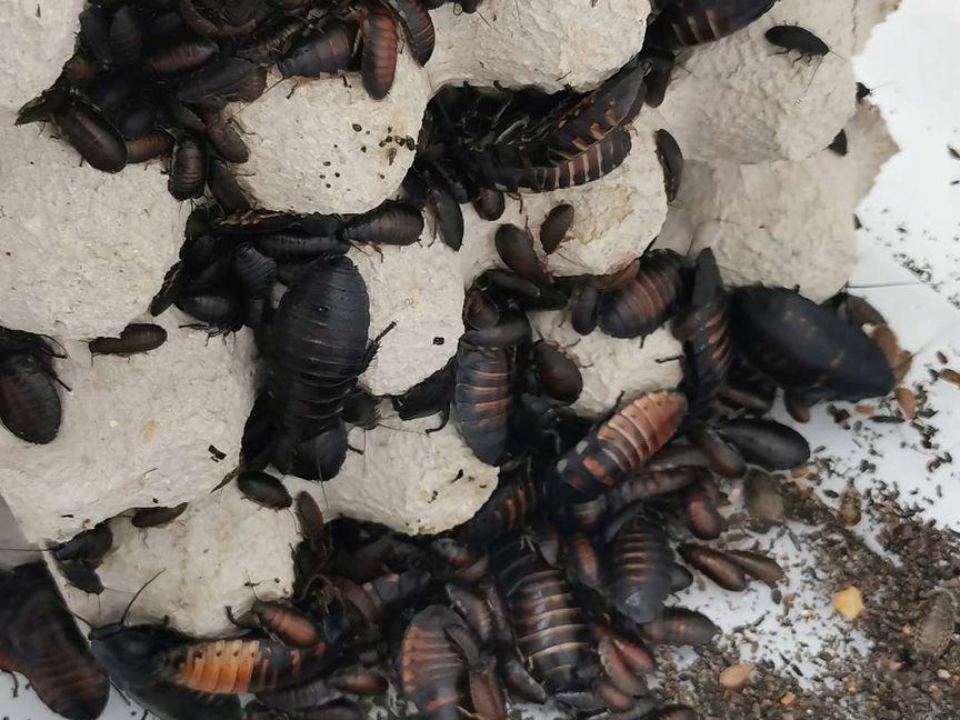 Кормовые тараканы