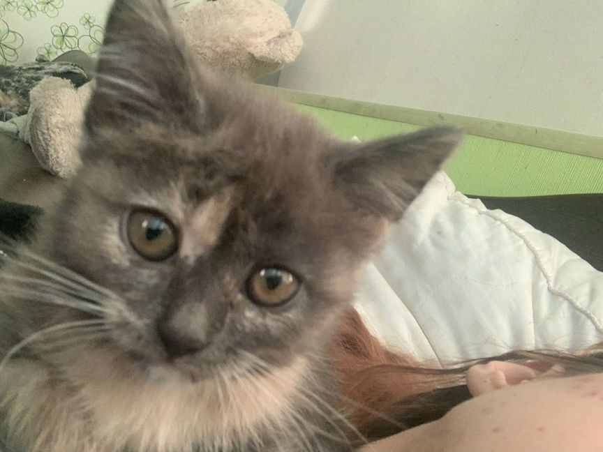 Котенок