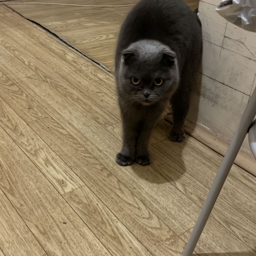 Шотландская вислоухая короткошёрстная кошка, взрослая