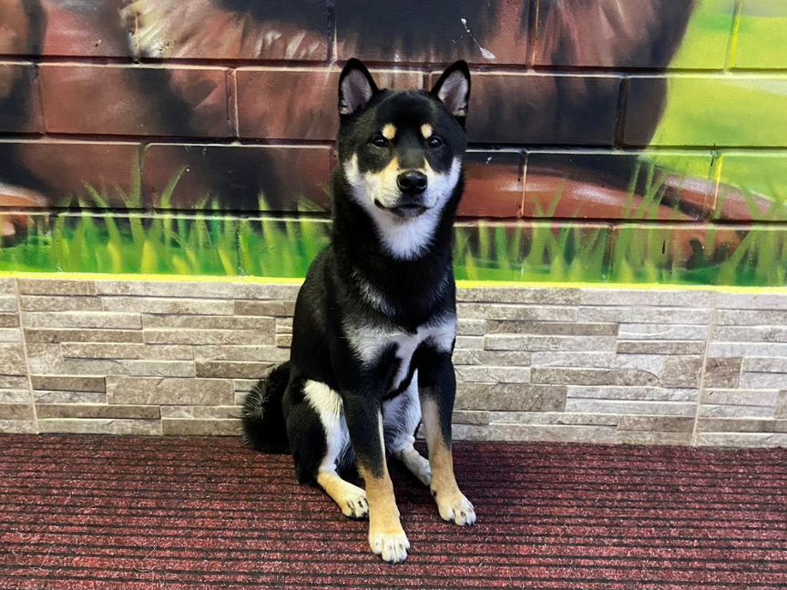 Маленькая собака щенок