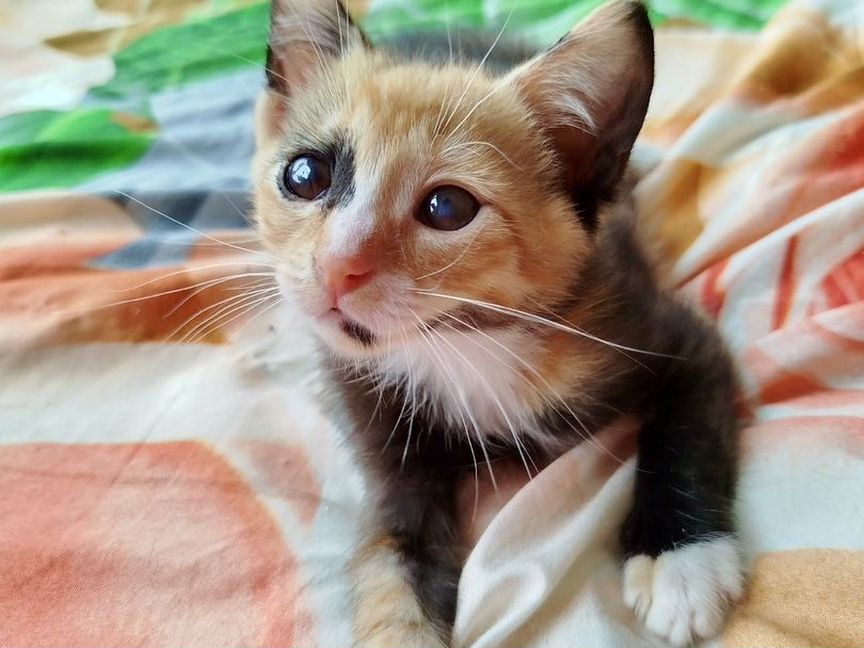 Котенок девочка