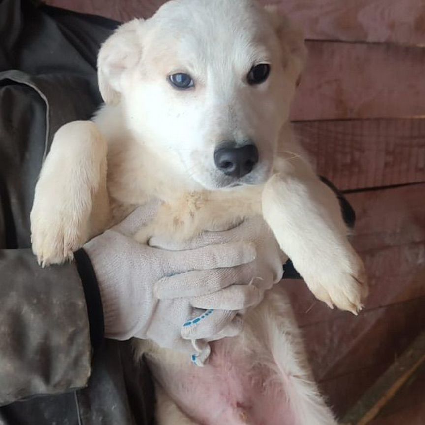 Щенок в добрые руки