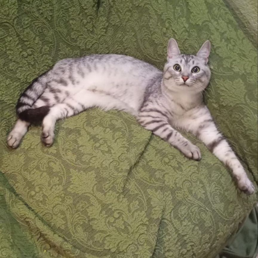 Кот, очень умный и культурный