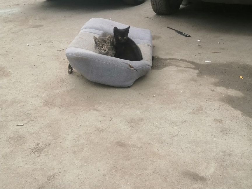 Котята просят о помощи