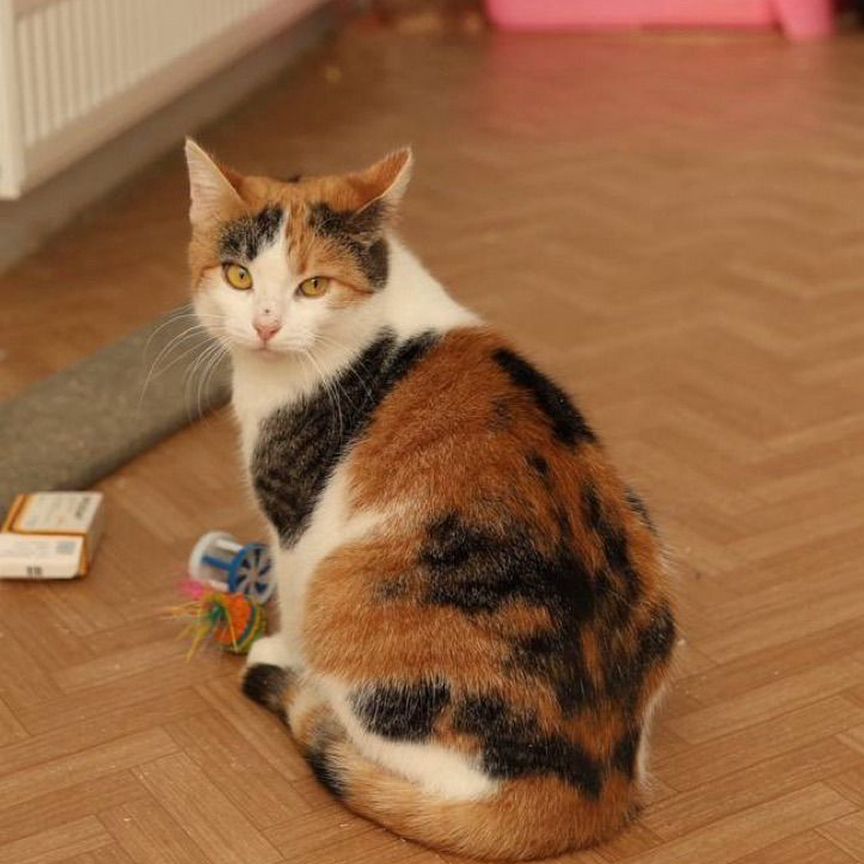 Кошка красавица