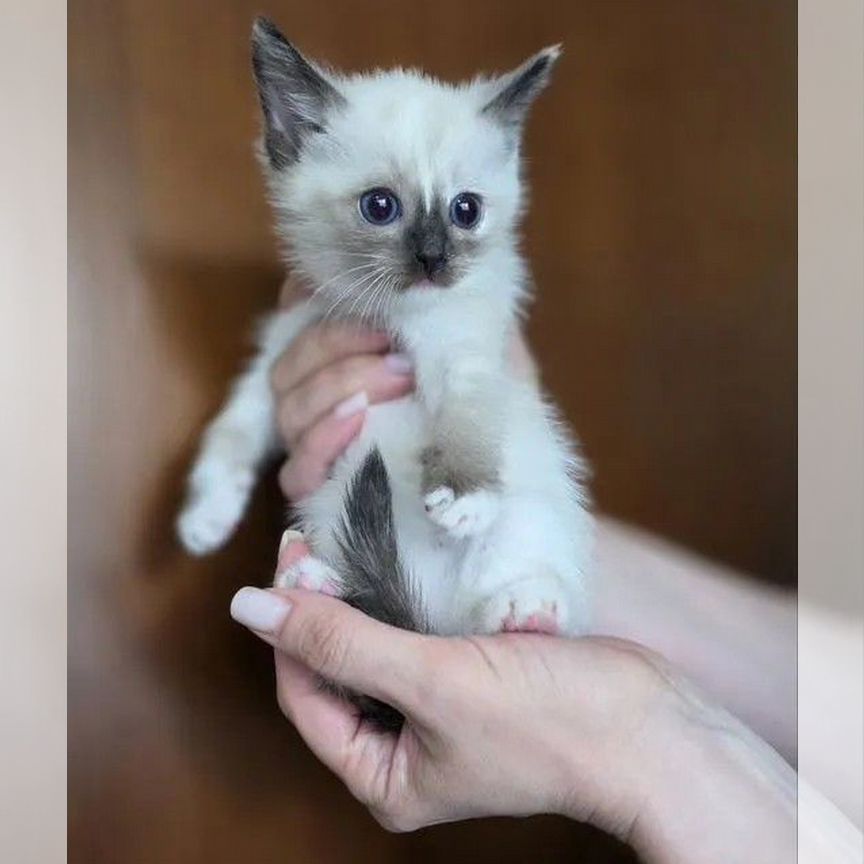 Сноу-Шу котёнок