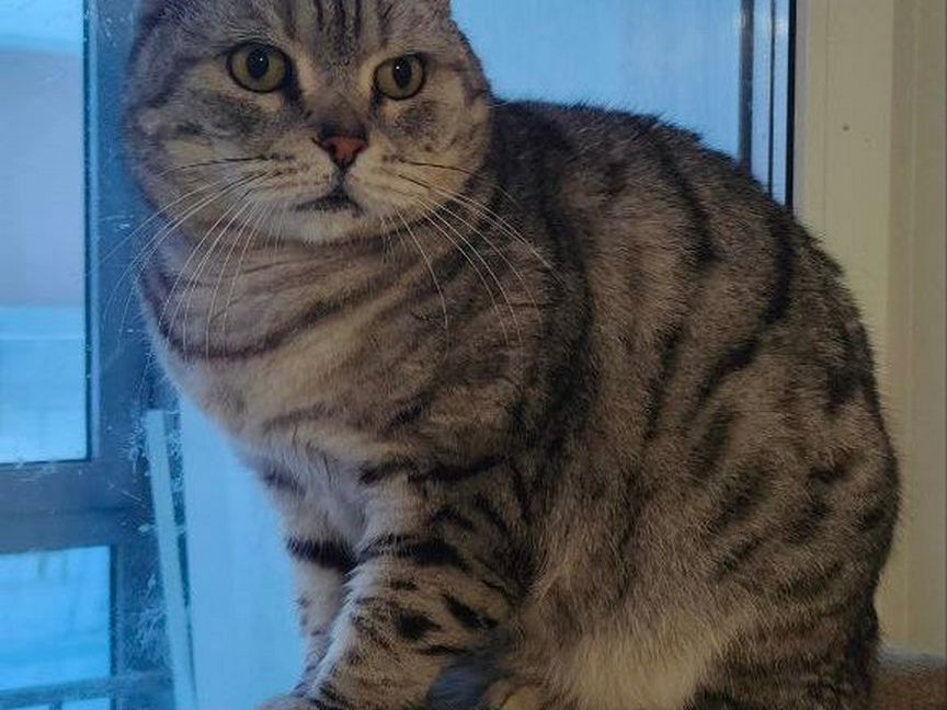 Красивый большой кот