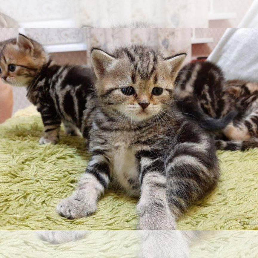 Британский короткошёрстный котёнок