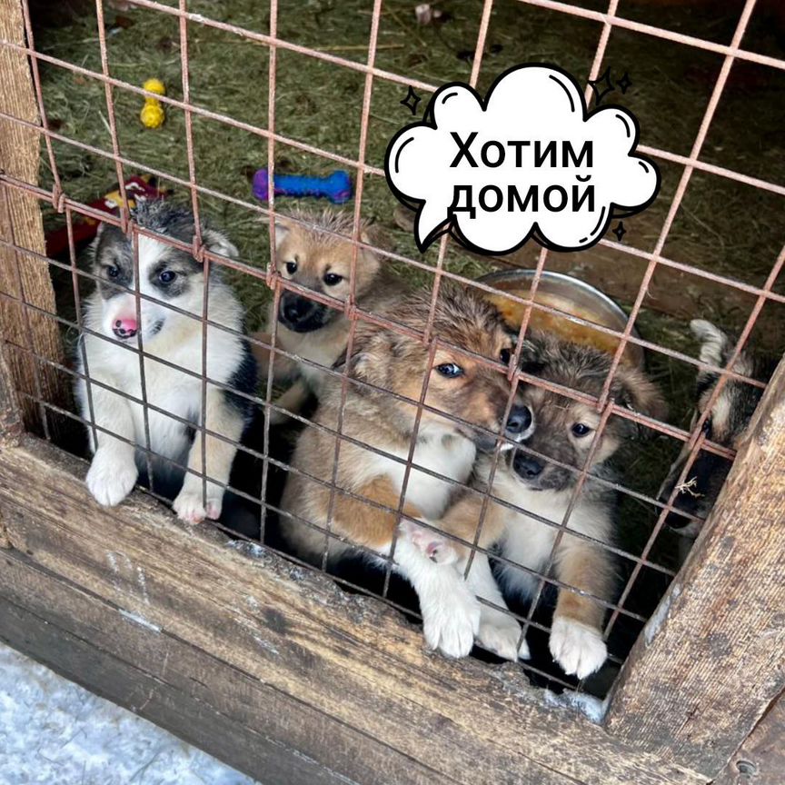 Щенок из приюта мальчик девочка в добрые руки