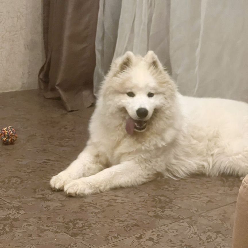 Самоедская лайка в добрые руки