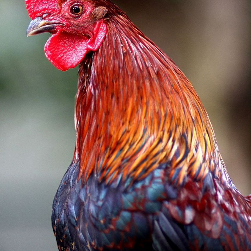 Продажа петуха