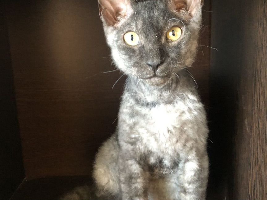 Котенок в добрые руки корниш-рекс