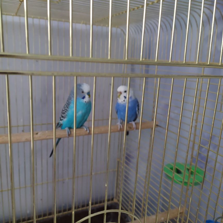 Волнистый попугай