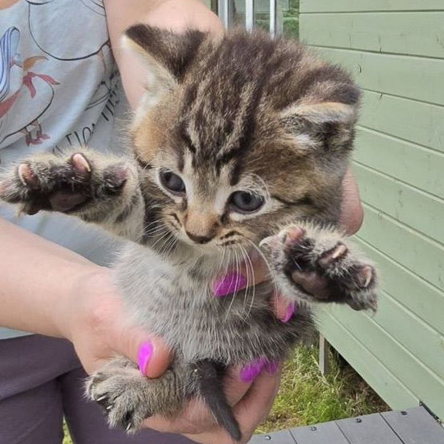 Котята в добрые руки