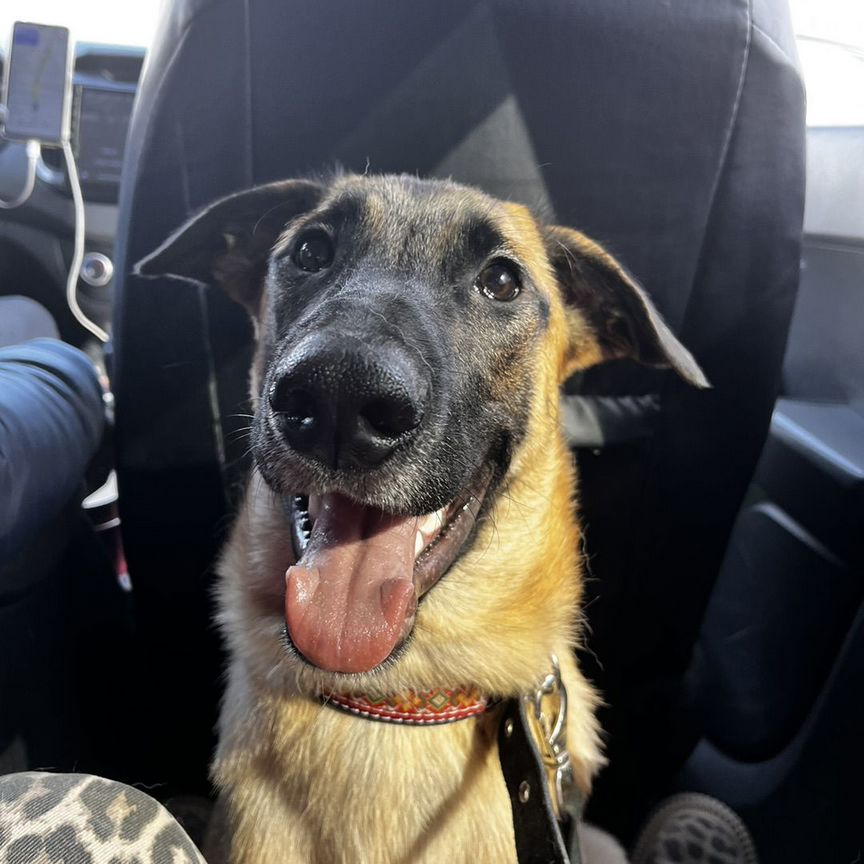 Собака в добрые руки