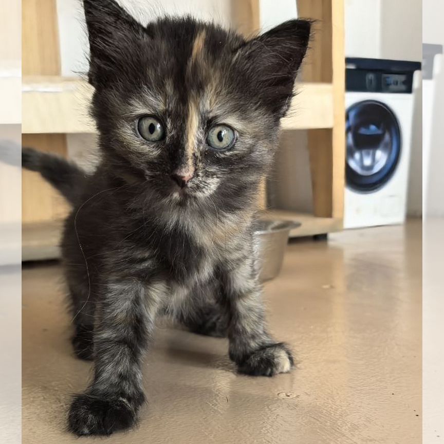 Котята