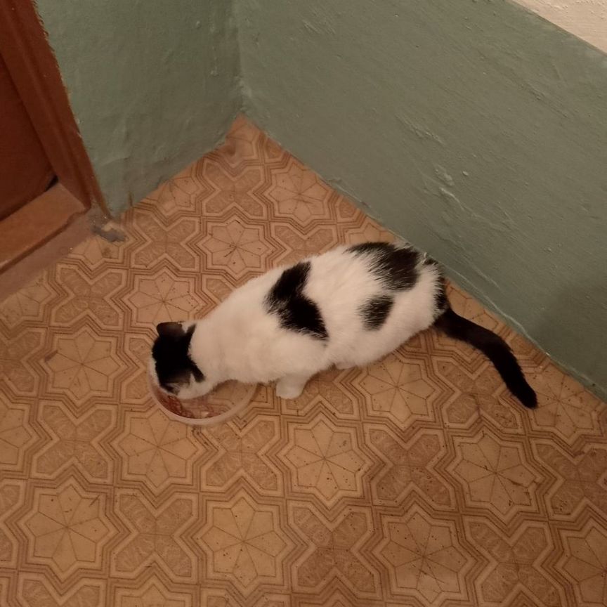 Кошечка домашняя в добрые руки
