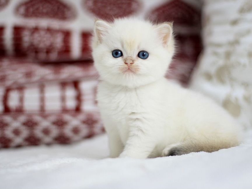 Британский кот