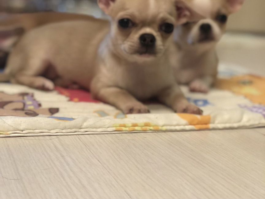 Щенки чихуахуа