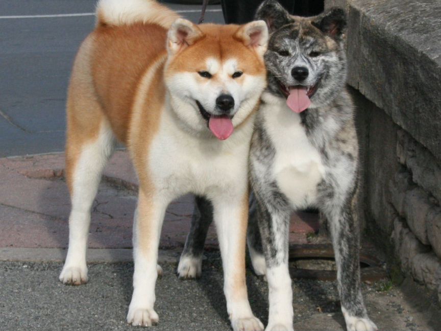 Жених Акита ину