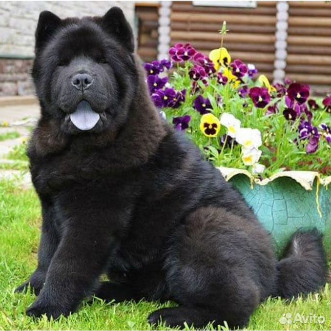 Чау-чау смуф