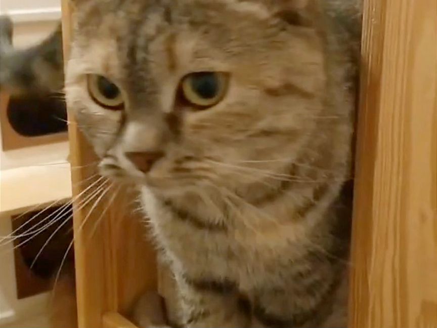 Красавица, ласковая кошечка