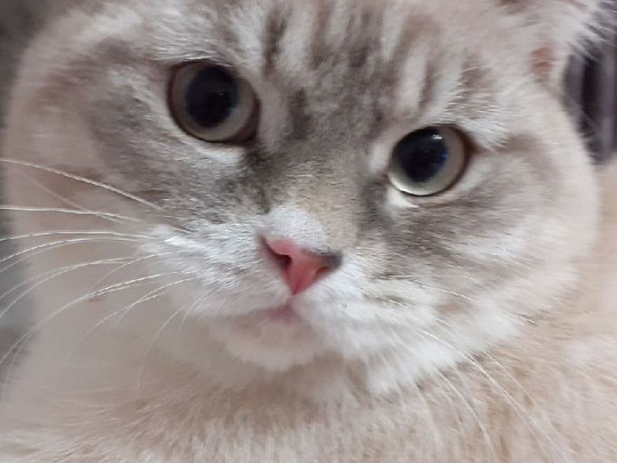 Вязка,шотландский кот