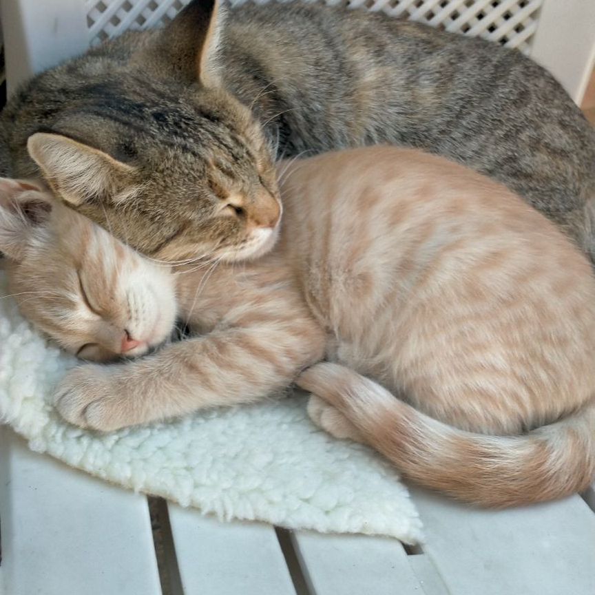 Котята
