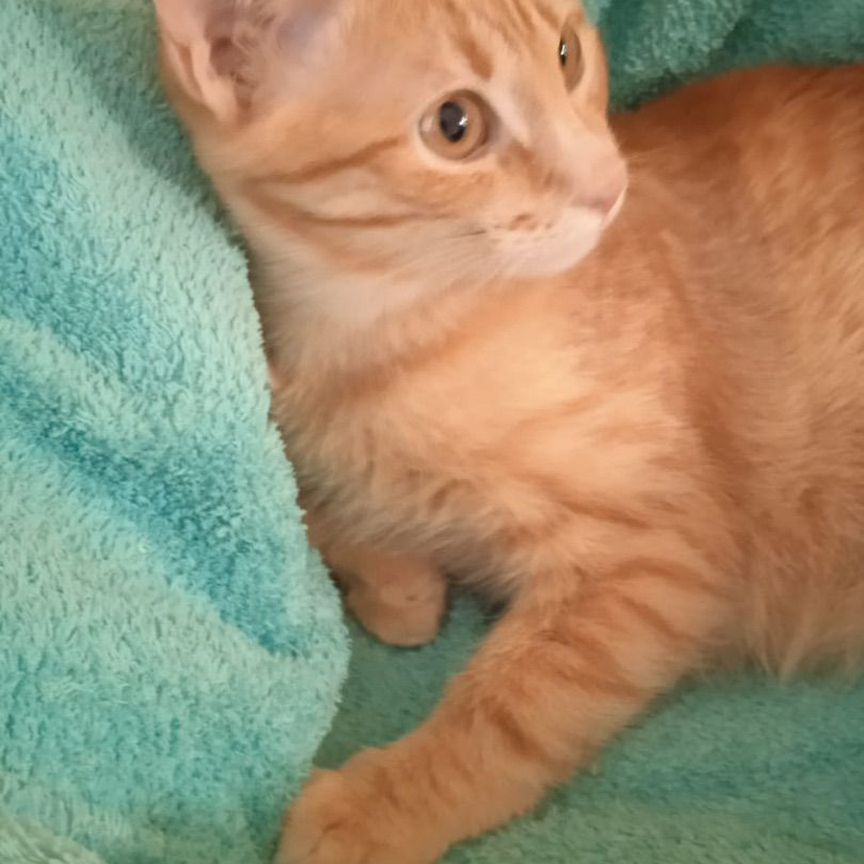 Котята солнышки