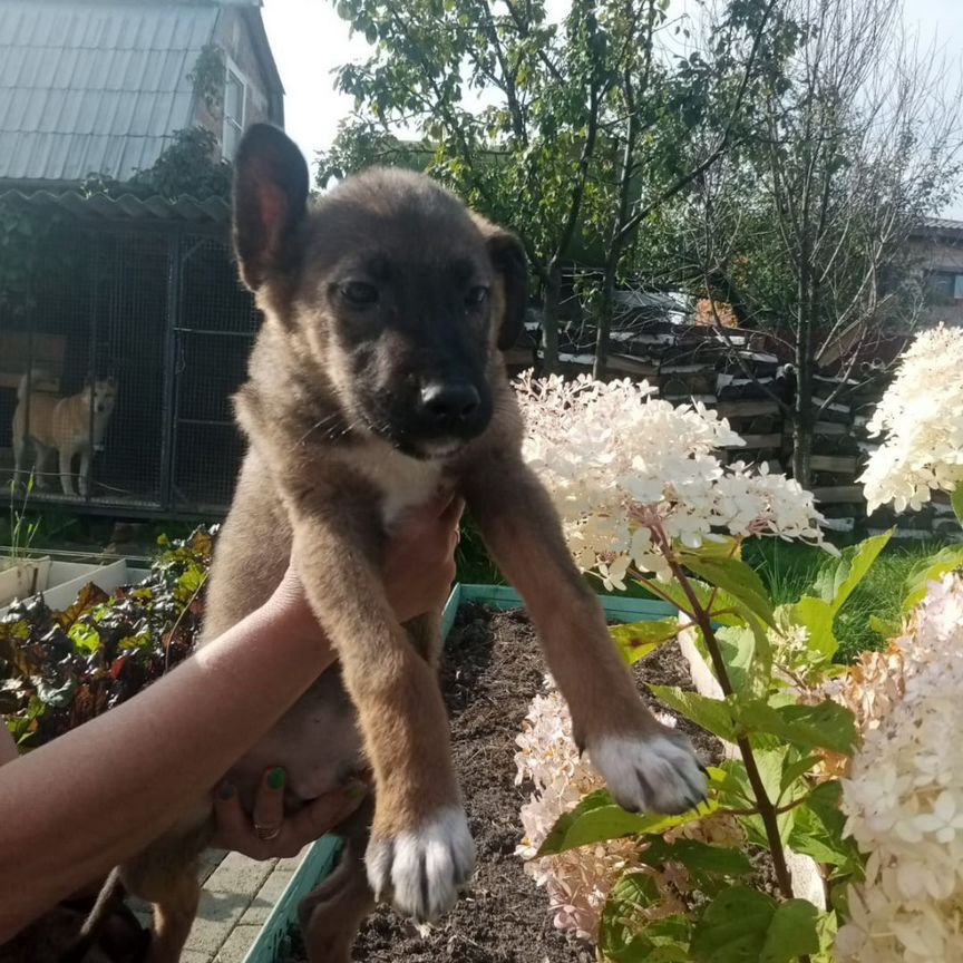 Щенок в добрые руки бесплатно