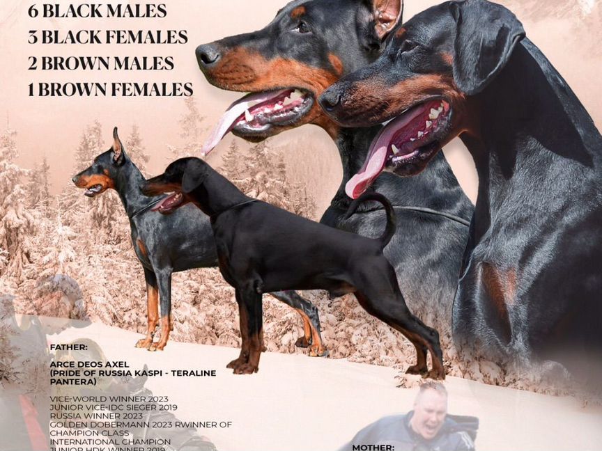 Щенки добермана