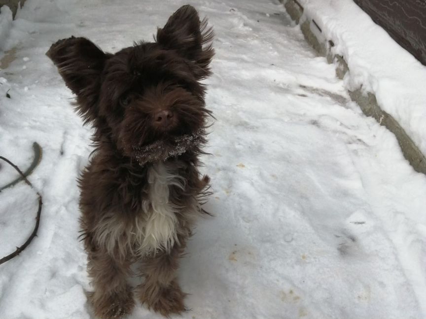 Йорк цветной девочки