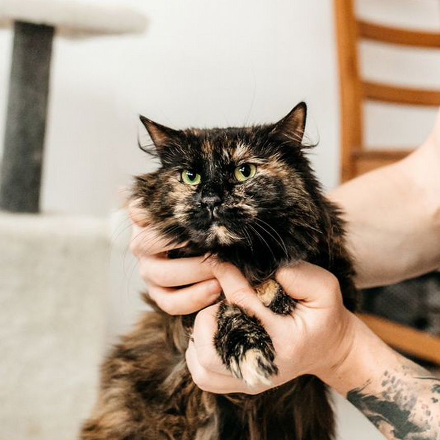 Трехцветная пушистая кошка Фантазия в добрые руки