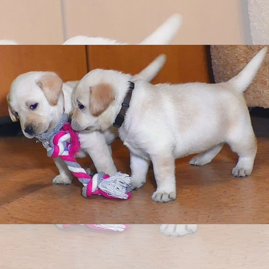 Лабрадор-ретривер, щенок