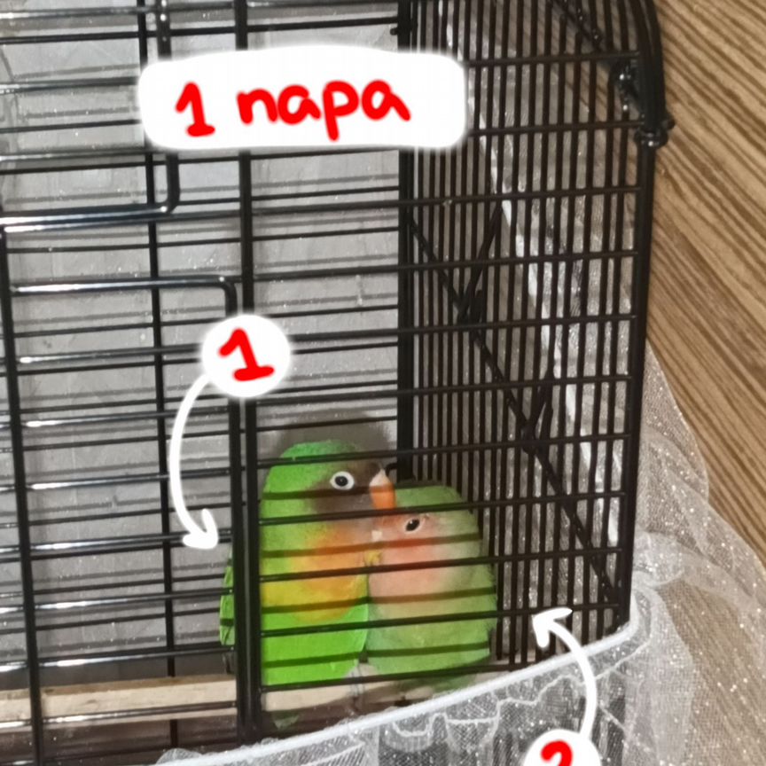 Попугаи