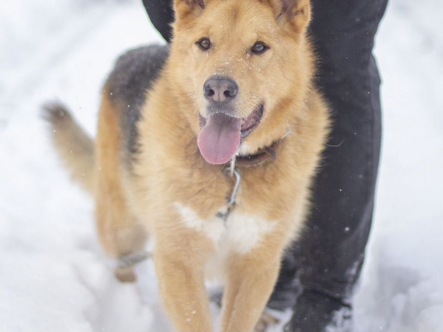 Собака в добрые руки