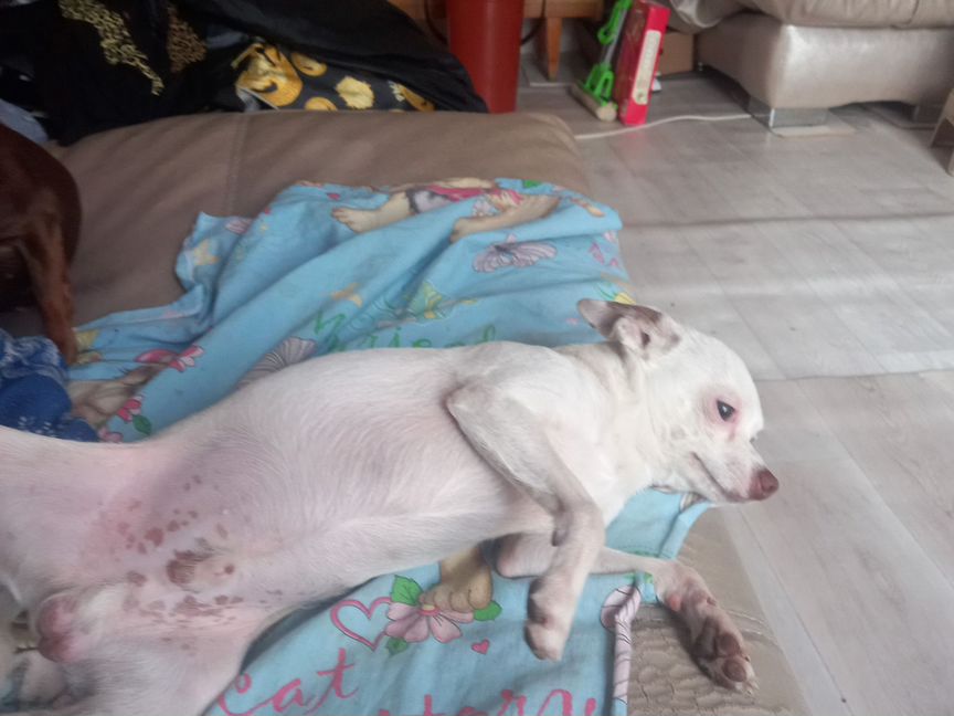 Той-терьер, вязка