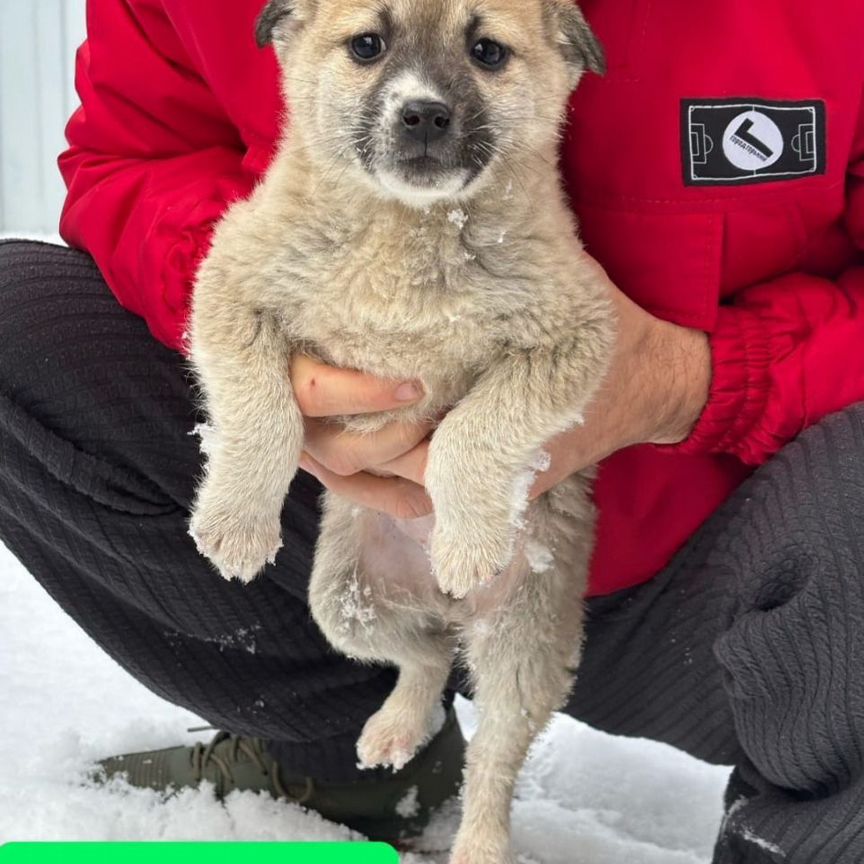 Щенок в добрые руки