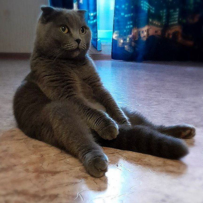 Шотландский вислоухий короткошёрстный котёнок