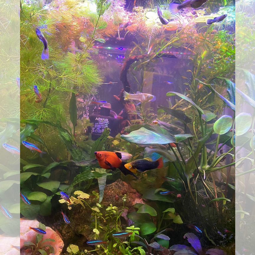 Нужна передержка аквариумов