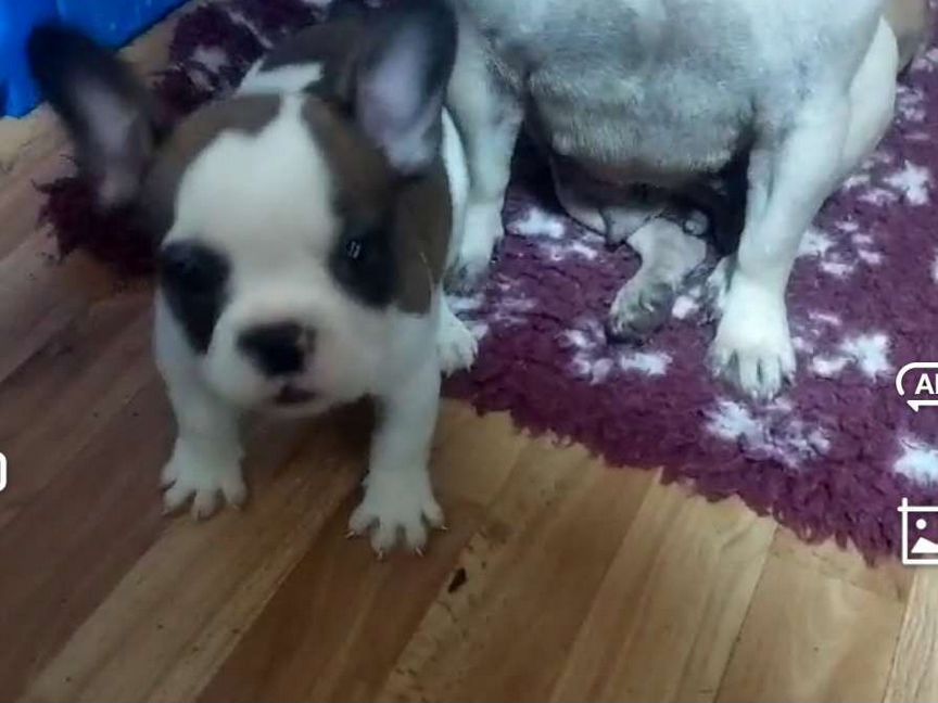 Французский бульдог мини