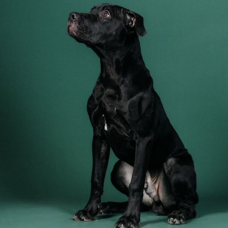 Американский питбультерьер, щенок