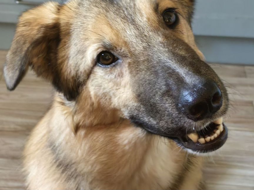 Клёвый пёс в добрые руки