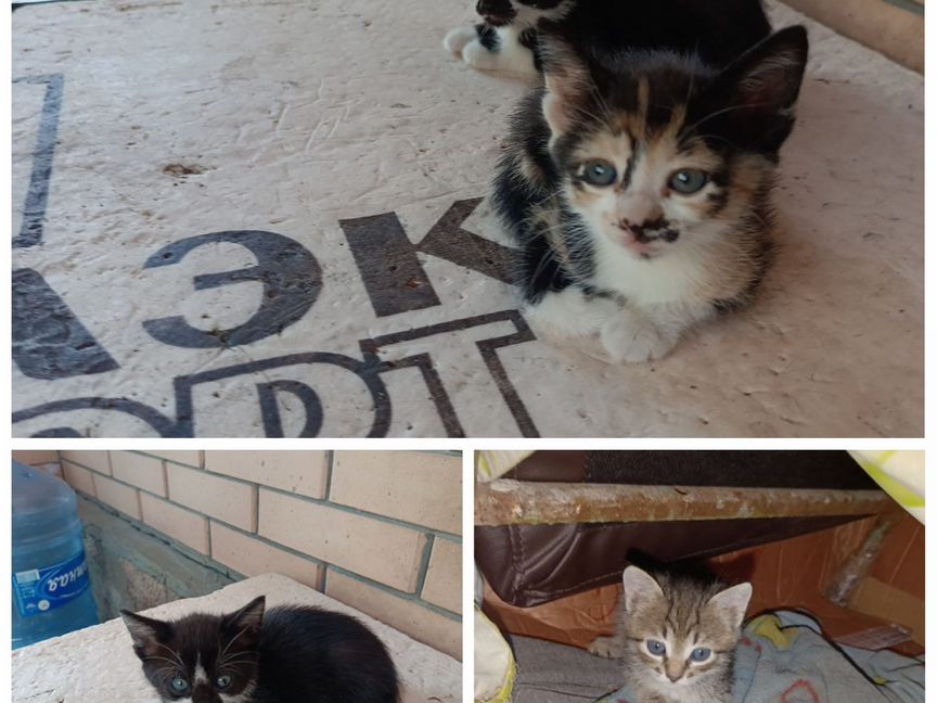 Кошка в дар бесплатно (можем привезти к Вам)