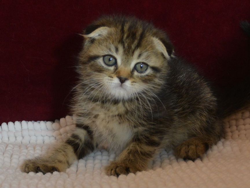 Шотландский тигр. Кот