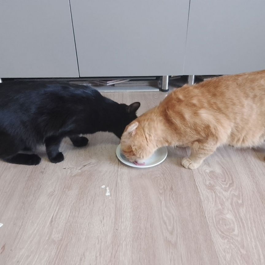 Кот и кошка