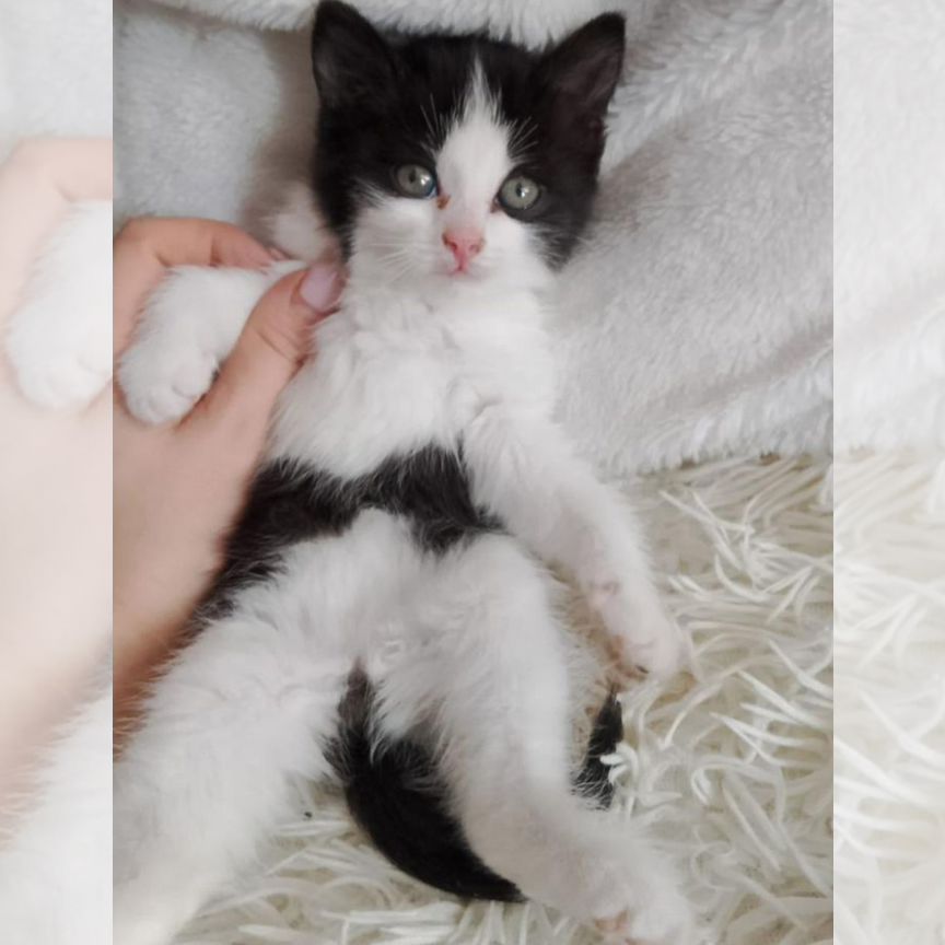 Котёнок